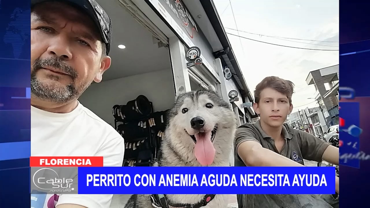 Perrito con anemia aguda necesita ayuda - Cable Sur - Nuestra señal