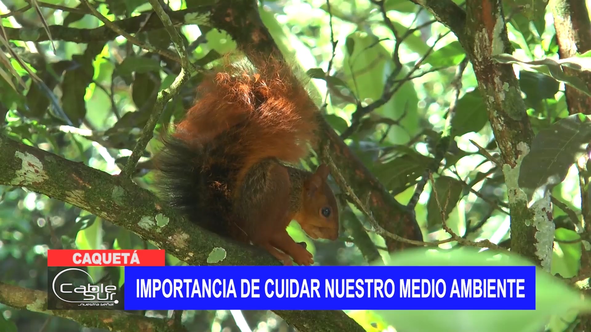 Importancia de cuidar nuestro medio ambiente - Cable Sur - Nuestra señal